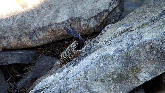 Водяные ужи охотятся за рыбой