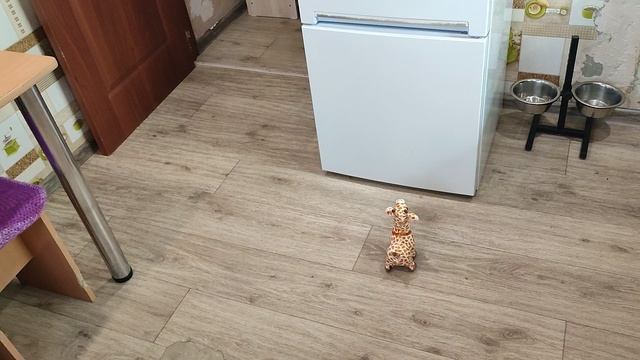 Ася и жираф. Собака. Бигль.