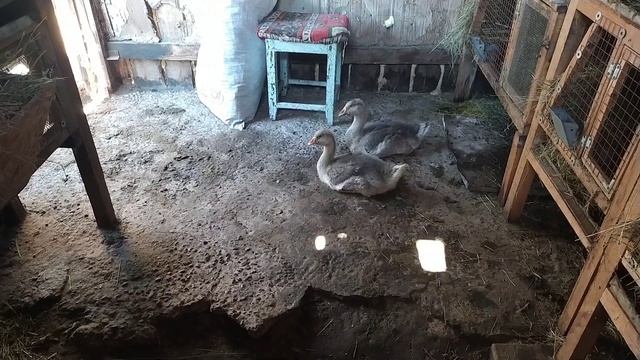 Видео-обзор подсобного хозяйства...или почему кролики боятся комаров?