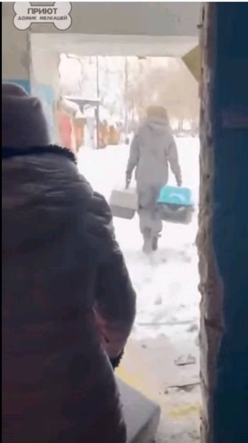 Домик Мелкашей. Как собаки попадают в приют