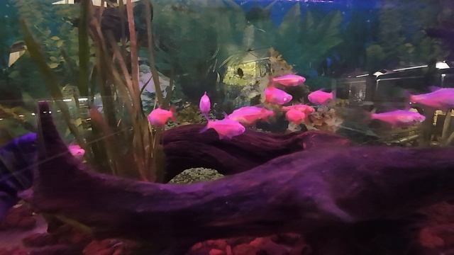 14 Cameron Highlands, Tanah Rata, аквариум рыбками розовыми в Butterfly Farm, Малайзия.