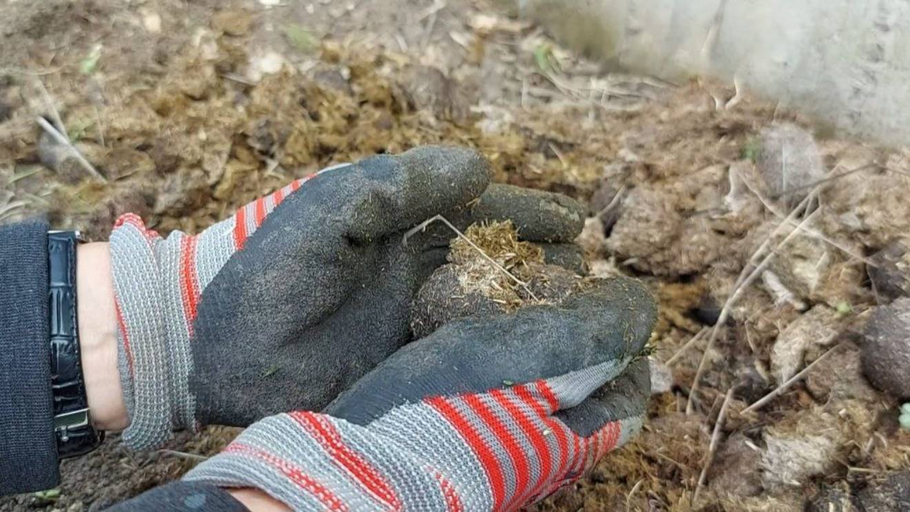 Готовим грядку под огурцы и томаты. Улучшаем плодородие почвы. Удаляем сорняки с газона.