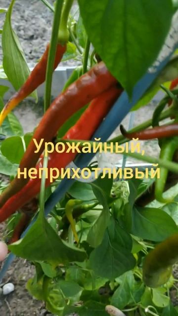 Сладкий перец Питон прямо создан для консервирования!