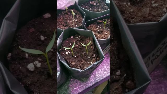 Рассада перца, семена посеяны сразу в большой объем грунта #выращивание рассады#рассада перца#