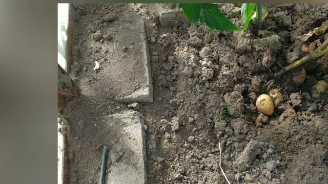 И всё-таки эксперимент с выращиванием помидофеля завершился удачно_ получили и томаты, и картофель