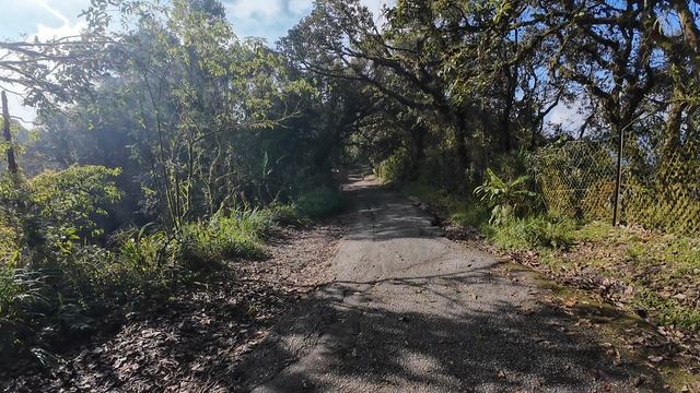 14 Cameron Highlands, Tanah Rata, тропинка в Mossy Forest, Самолеты летают. Малайзия.