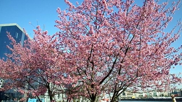 Цветущая Сакура