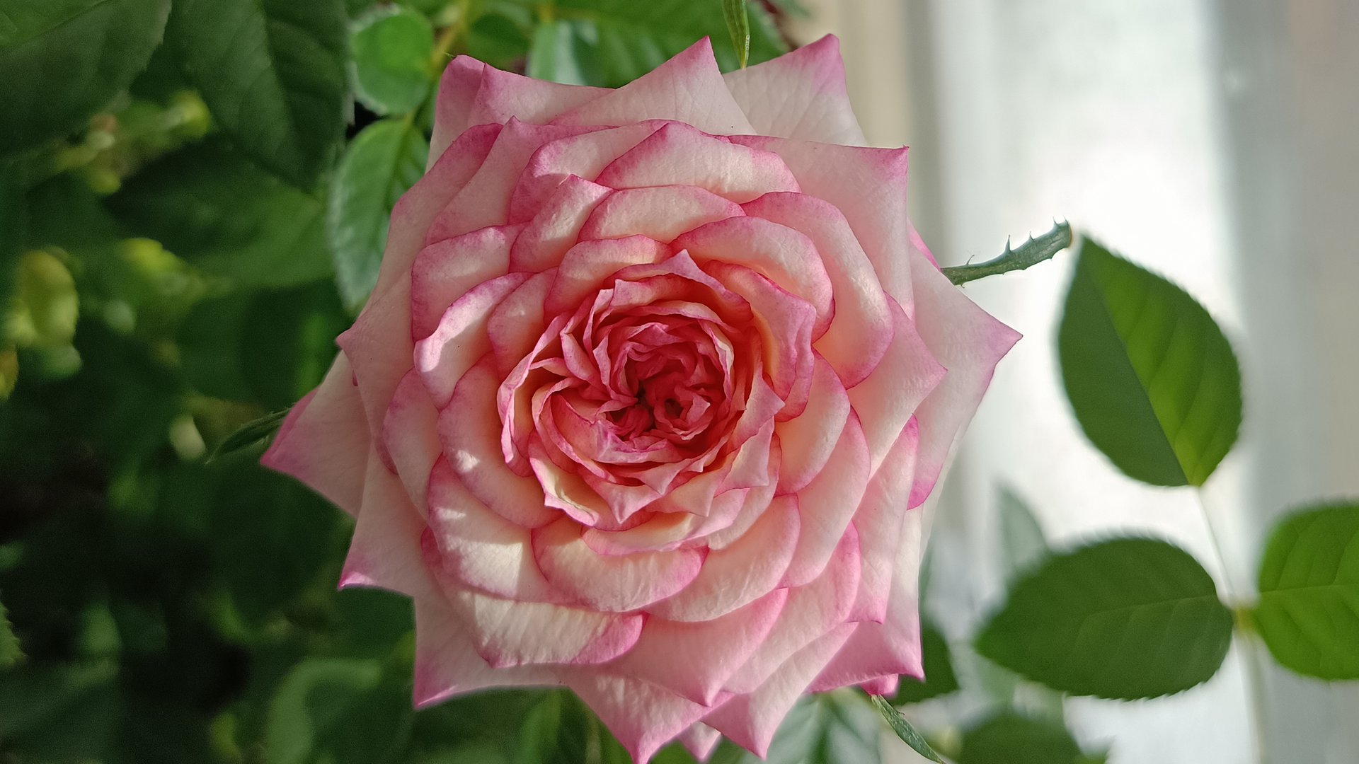 ИСТОРИЯ ЭТОЙ РОЗЫ В ОПИСАНИИ ВИДЕО 🌹