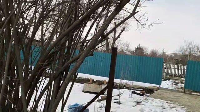 Нарвалась на мошенников/Распикировала гибискусы/Я не тороплюсь/Голубцы на ужин