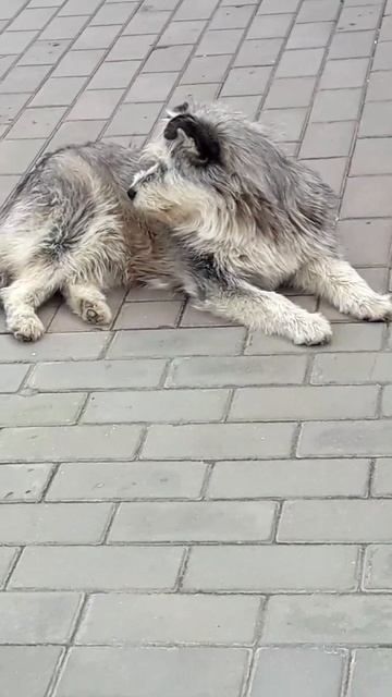 Собака баробака отдыхает после трапезы 👍😁#рекомендации