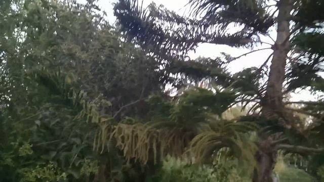 Пруд в центральном парке в Газипаше Турция