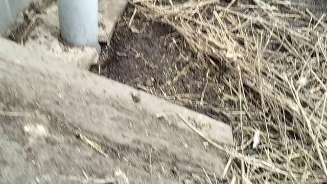 Подкормила рассаду/Зависла машинка/Котлеты в панировке