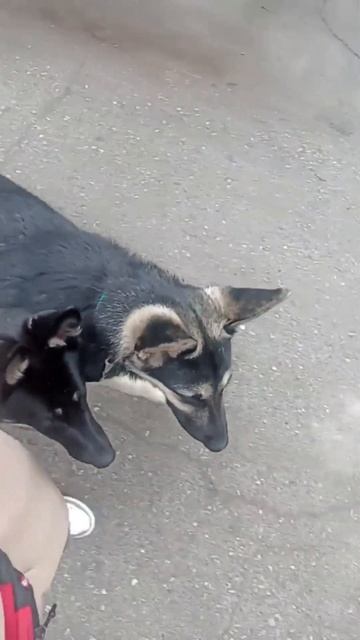 Как держать поводок на прогулке с собакой - Любовь Боровая