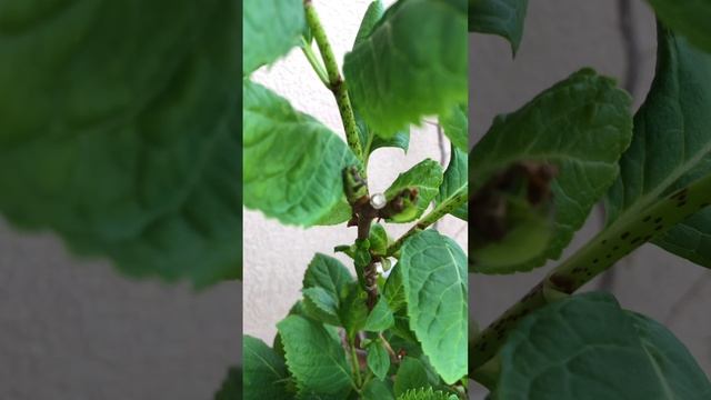 Ремонтантные Гороензии- коротко о главных признаках