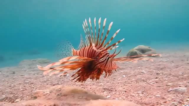 Морские животные, о которых вы не знали