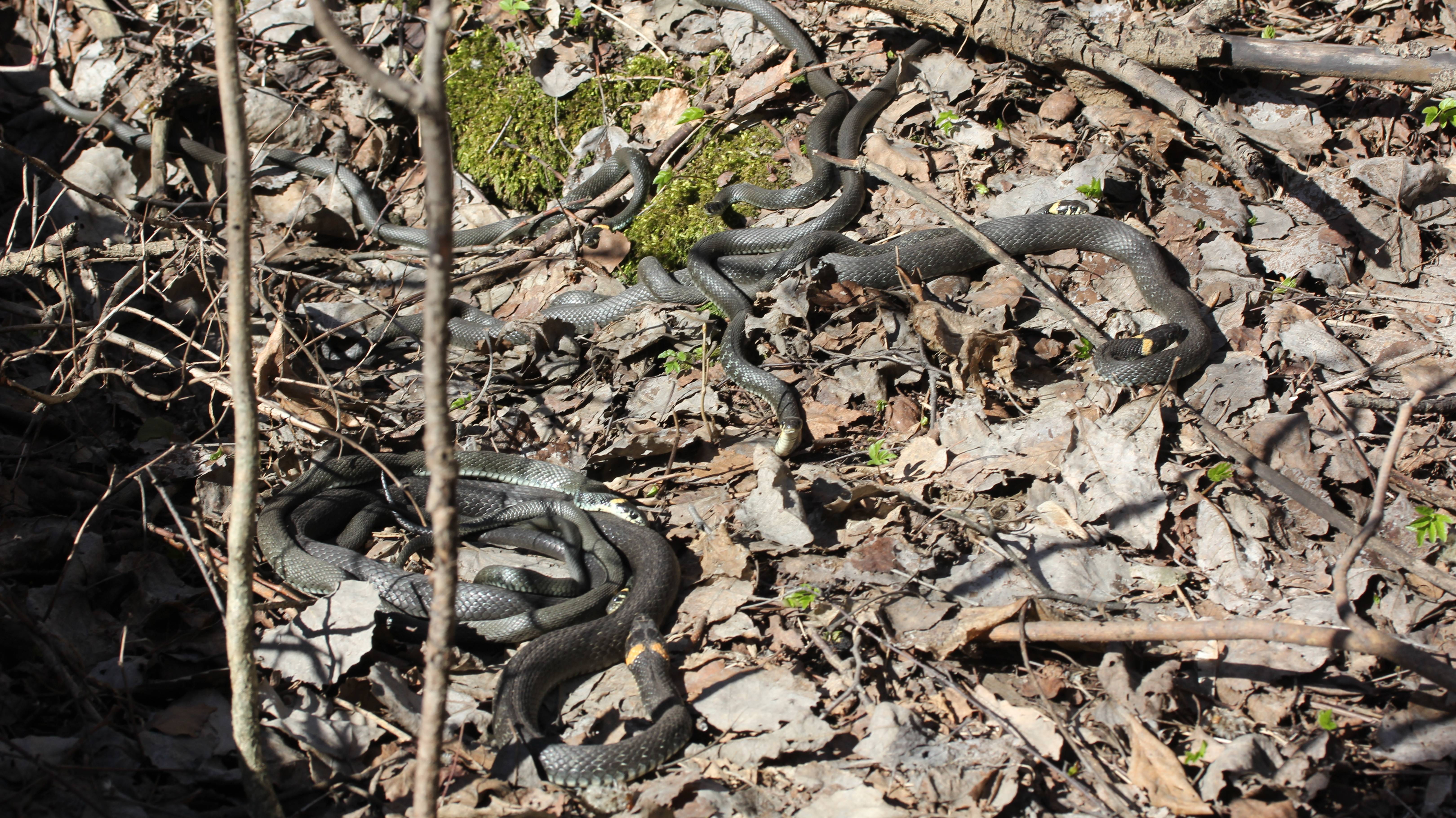 03.04.2025,  Свадьбы ужей.