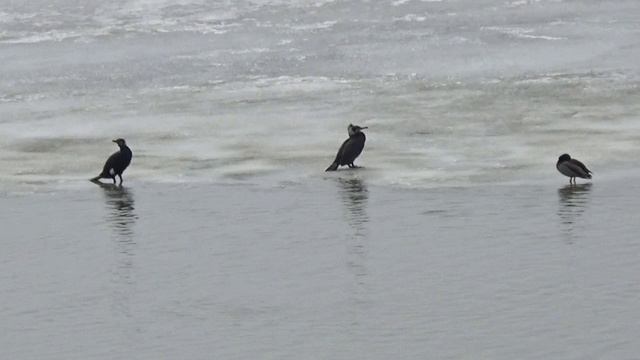 Набережная Амура! 3 апреля 2025г.