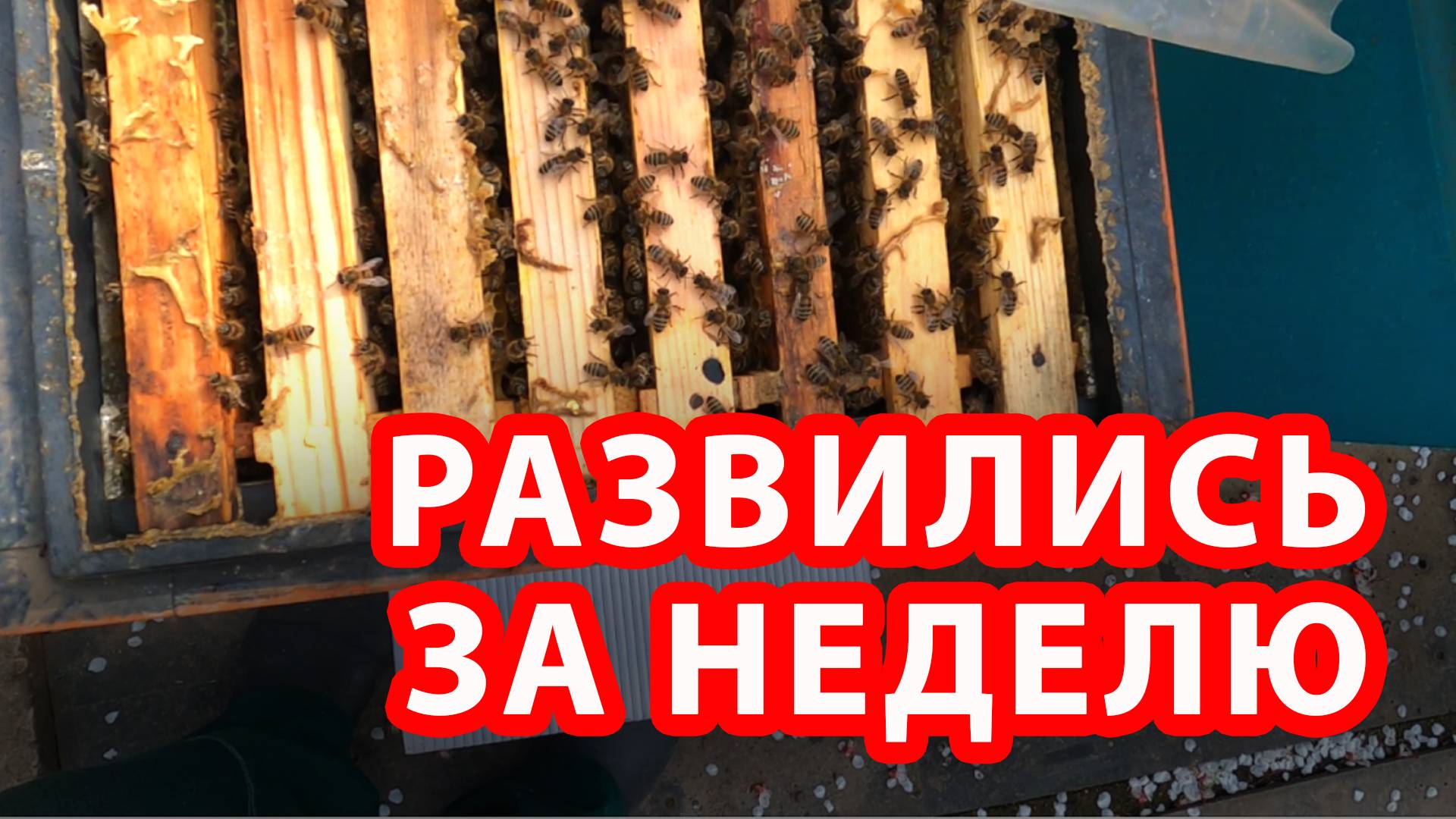 РАЗВИЛИСЬ ЗА НЕДЕЛЮ