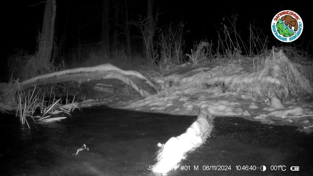 08.11.2024.Выдра.Заповедник Большая Кокшага.Выдра идет по льду ночью