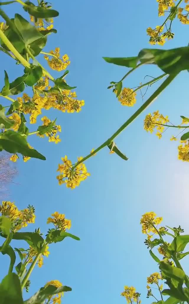 Цветение рапса в провинции Хэнань: невероятная красота!