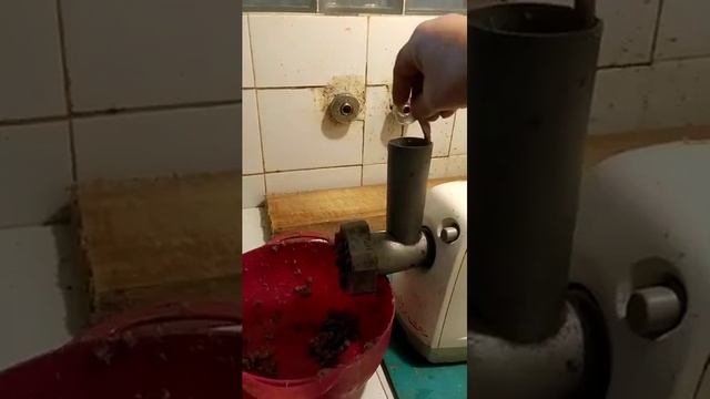 Рыбный день в питомнике собак  @avestaviva3314