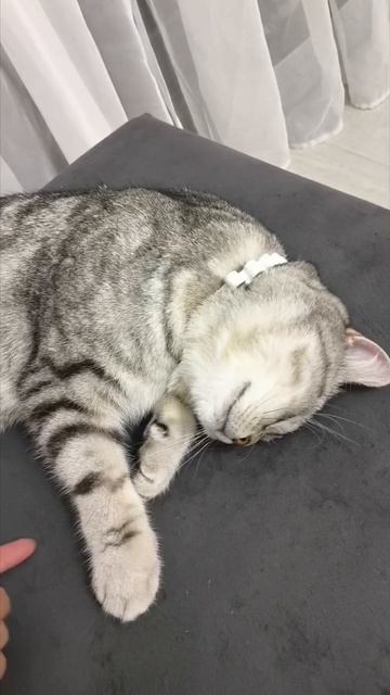 после недельного отсутствия дома