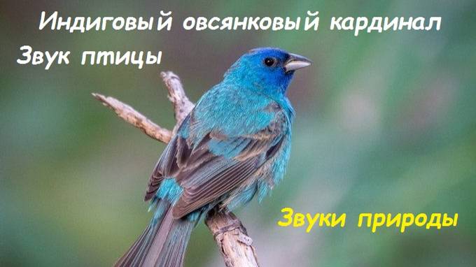 Звук птицы. Индиговый овсянковый кардинал. Звуки природы