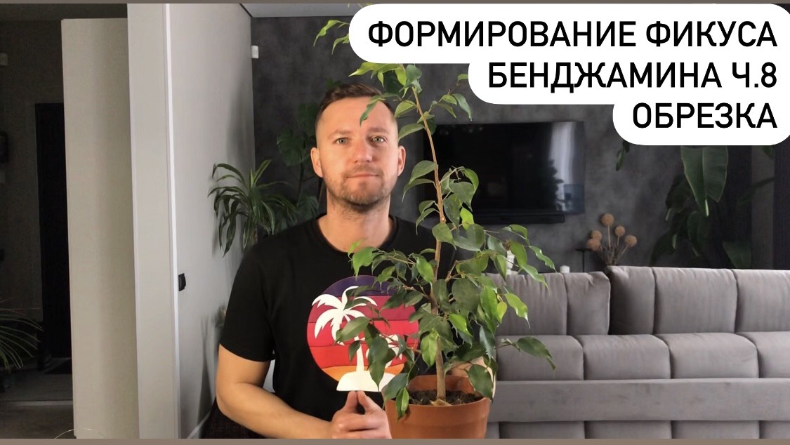 Формирование Фикуса Бенджамина Ч.8 Весенняя обрезка