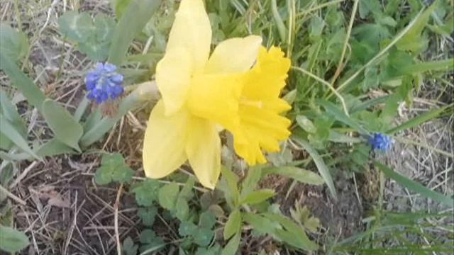 Витас-Интернет настроение + весенние цветы