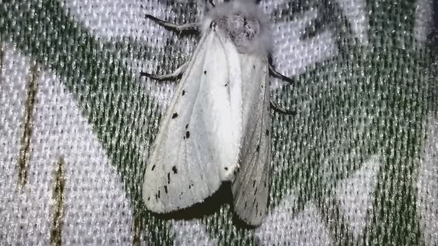 Медведица,моль,цикадка