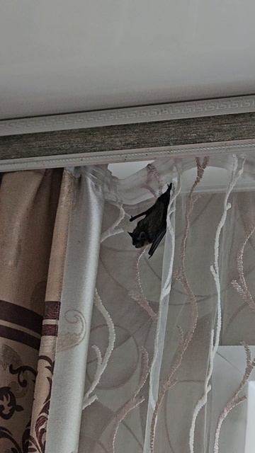 Летучая мышь залетела в квартиру