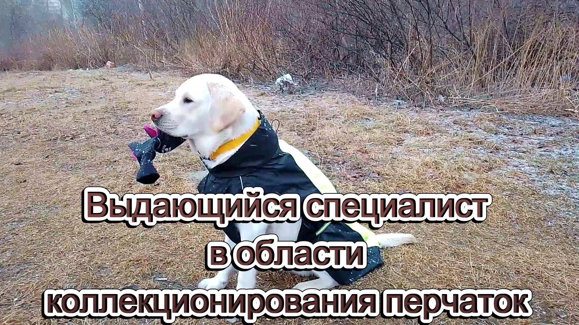 Выдающийся специалист в области коллекционирования перчаток