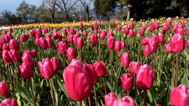 Море Тюльпанов! Самое Красивое Цветение Весны в Крыму!