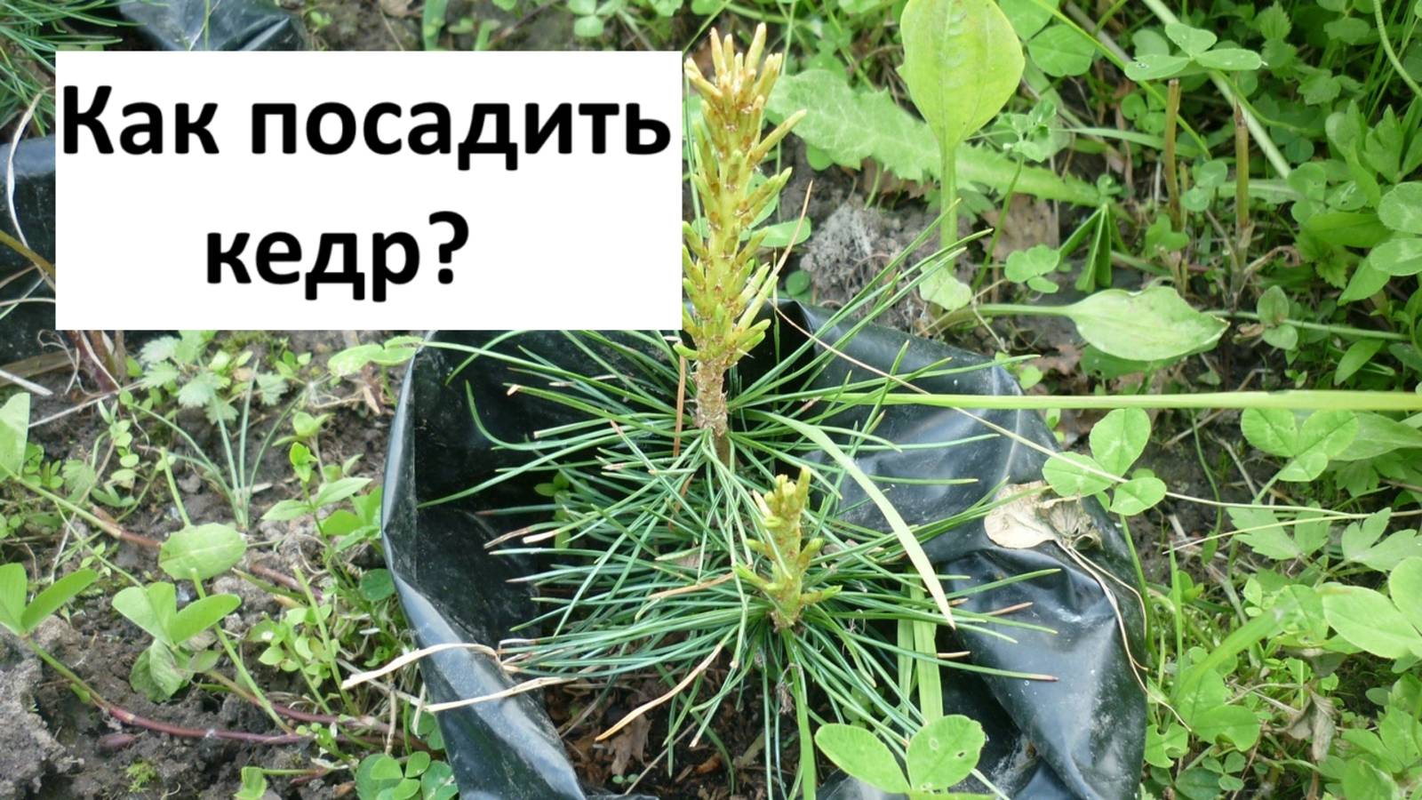 Как  посадить   кедр_