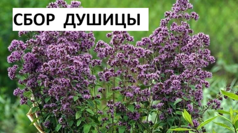 Сбор лекарственных трав. Душица обыкновенная(oregano)-применение.