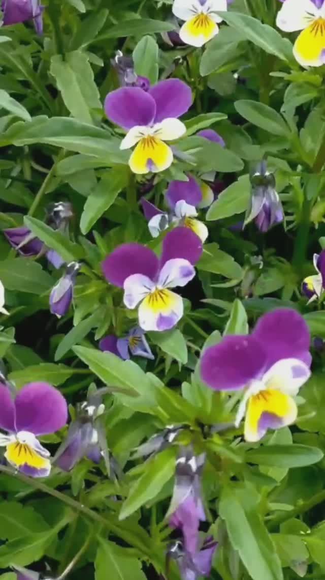 ..Есть над чем подумать..🤔(анютины глазки🪷)