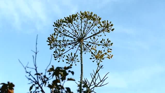 Укроп после дождя