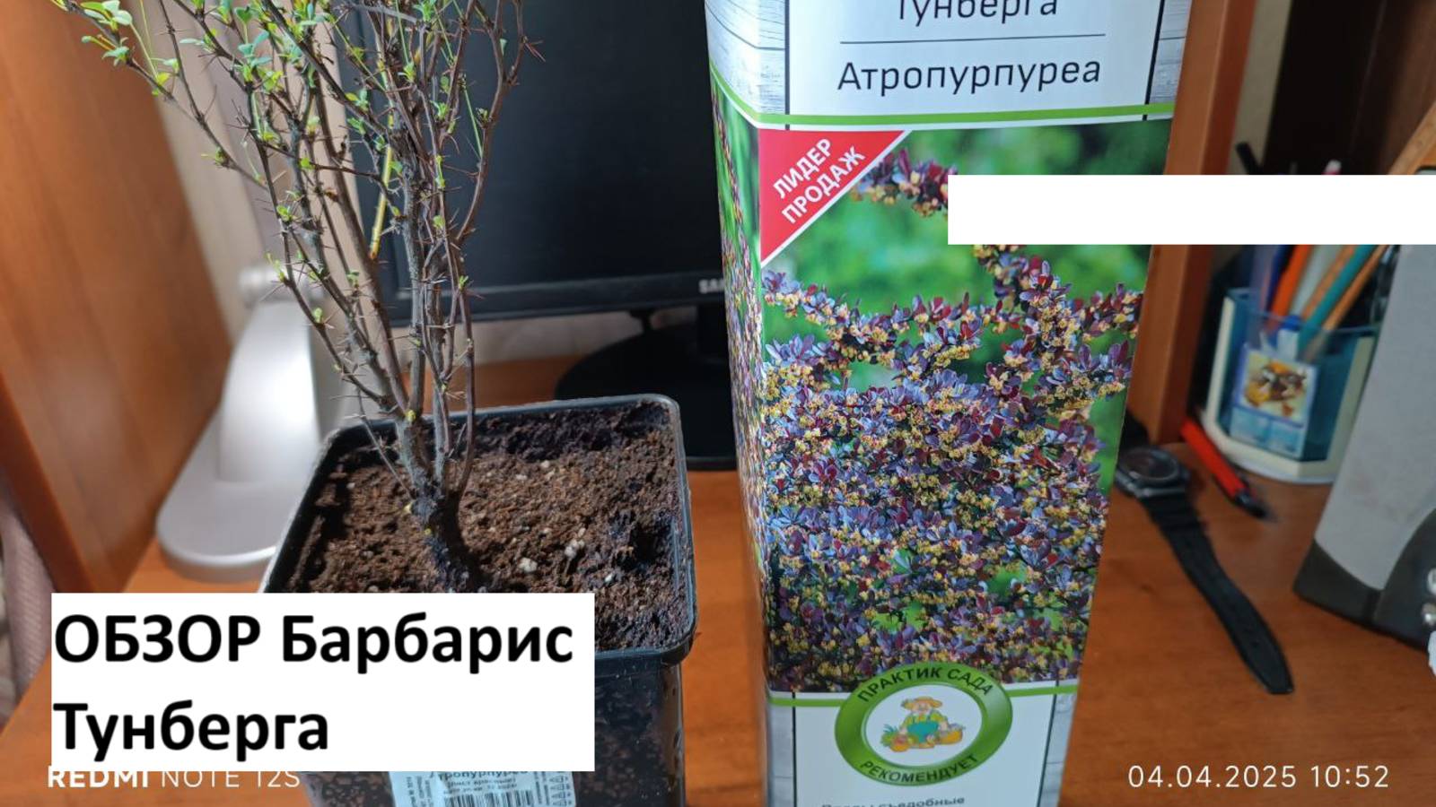 Барбарис Тунберга, обзор, посадка в кашпо.