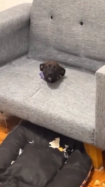 Давай заведем собачку