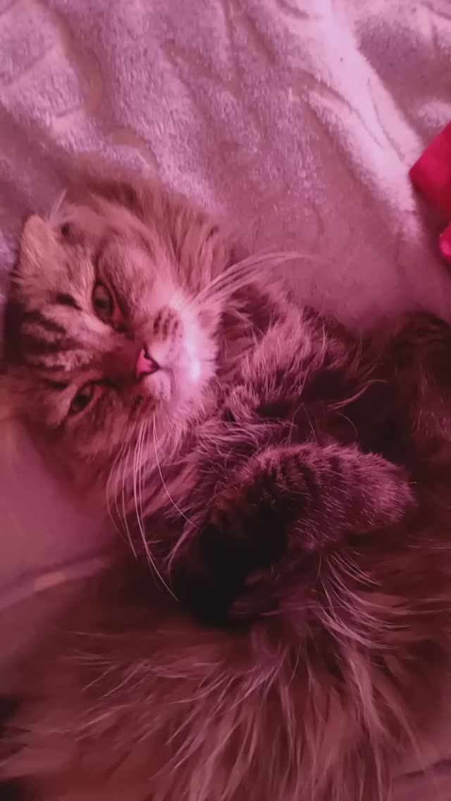 Мистер Марсик отдыхает ☺️