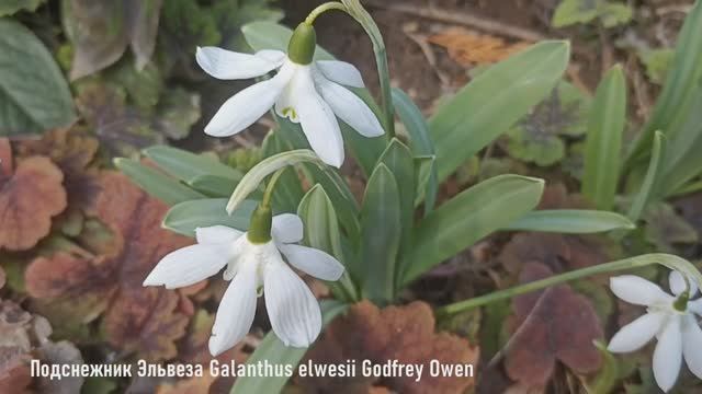 Обзор подснежников (галантусов) 29 марта 2025