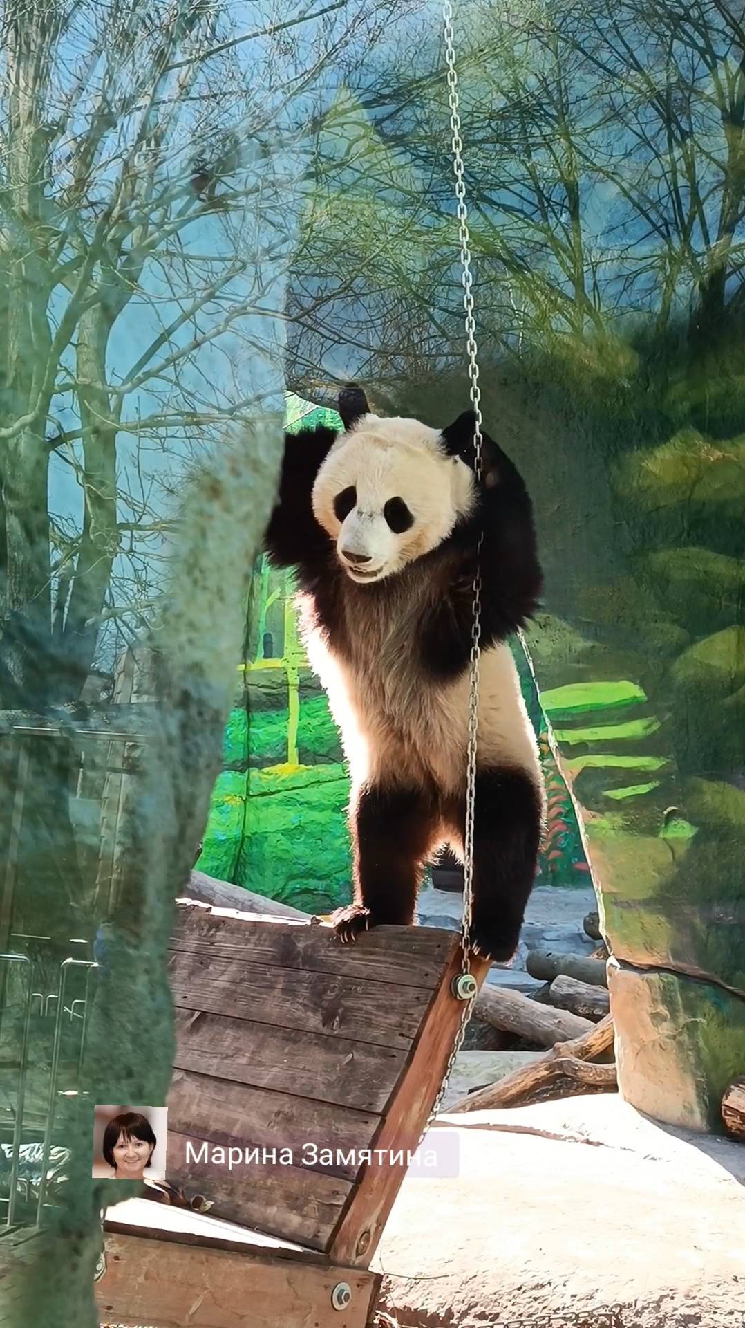 Панда Катюша на качелях.