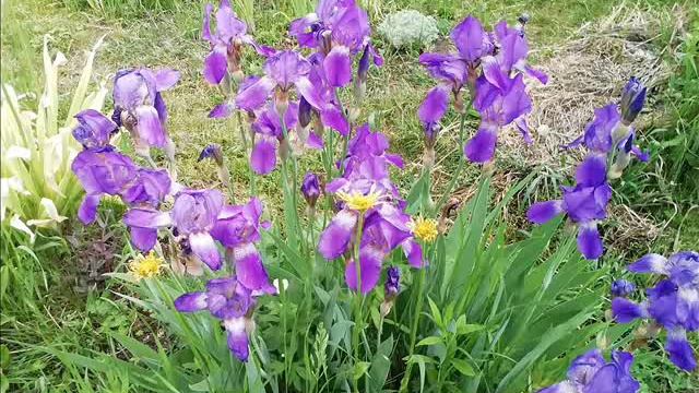 P.MAURIAT - EL BIMBO / Музыка ирисов в моем саду / Музыкальный клип с подборкой фото ирисов