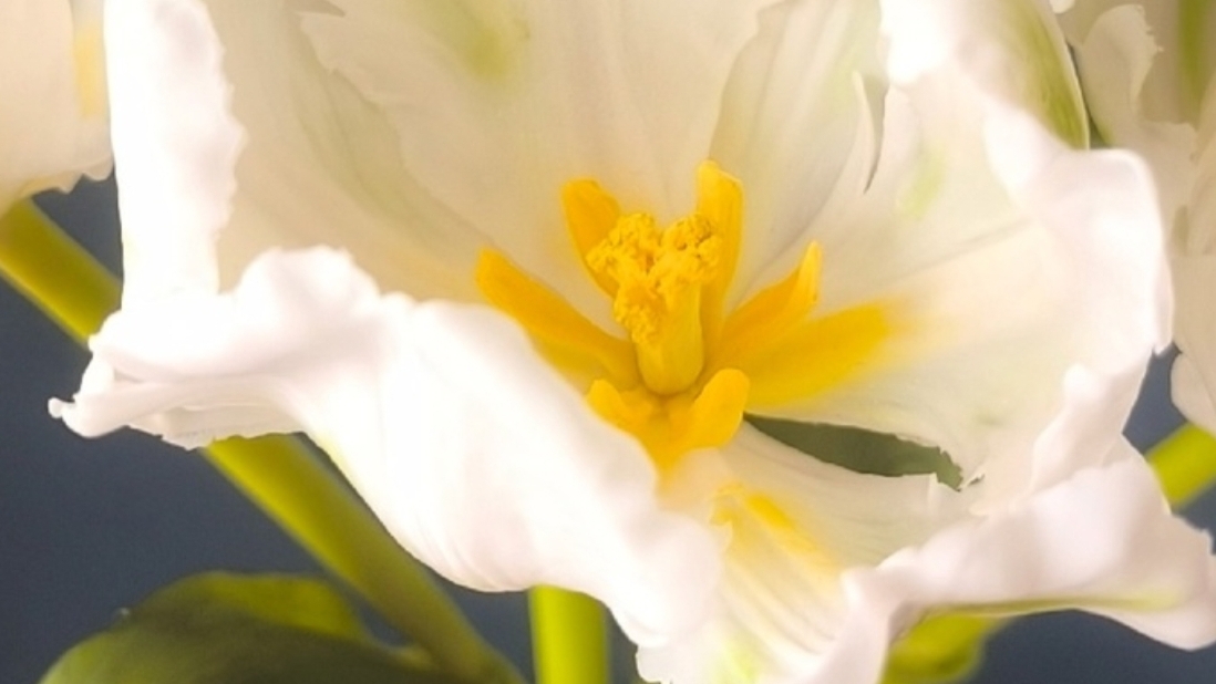 тюльпаны из холодного фарфора мои работы / Мурзилкина Ольга