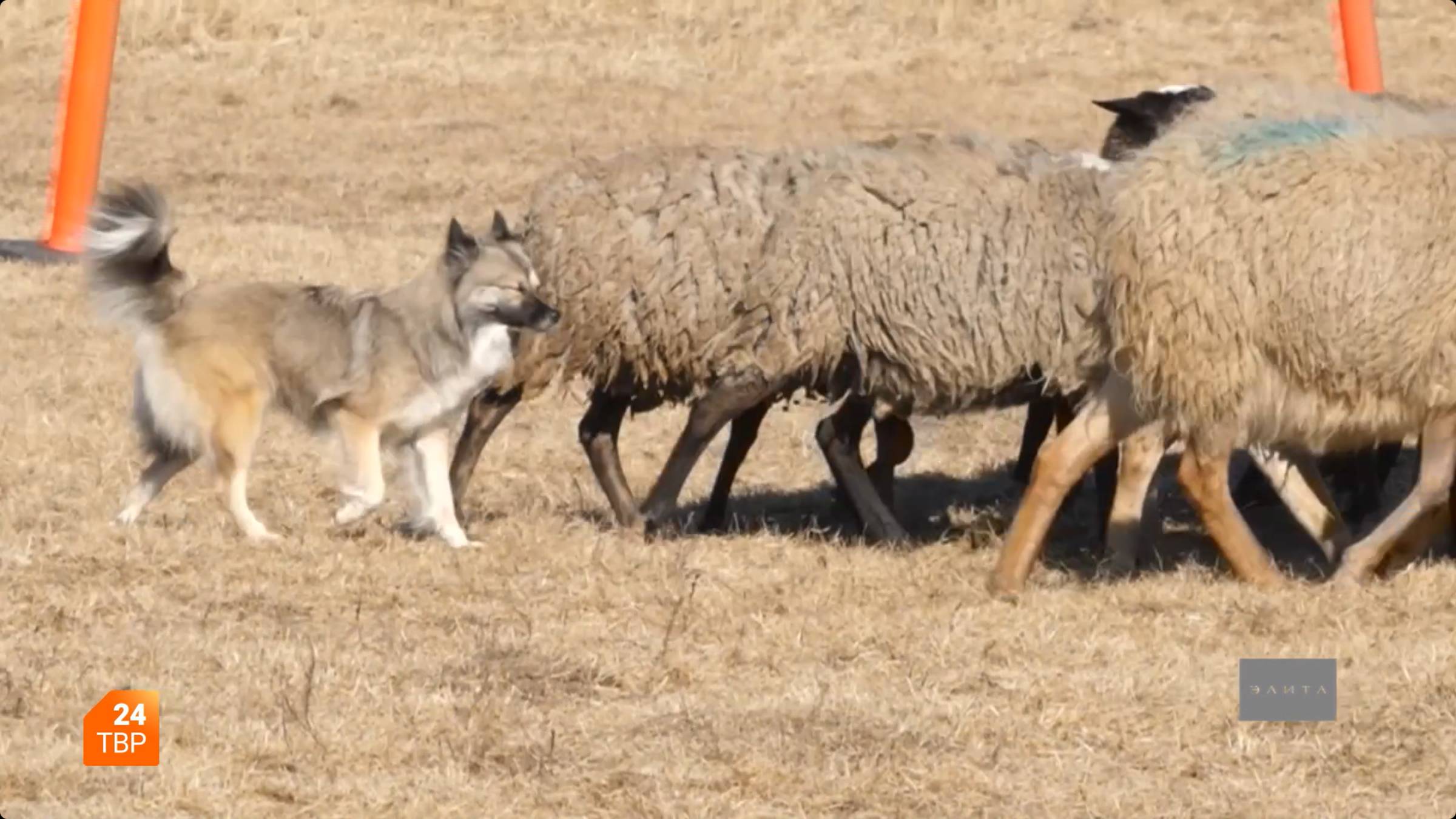 Состязания пастушьих собак | Элита