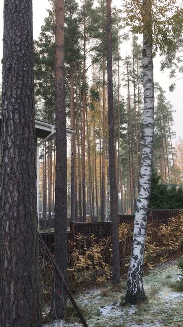 Первый снег в сосновом бору 🌲☀️ Атмосфера перед подъемом ЛВЛ. Дом у Финского залива. #стройка