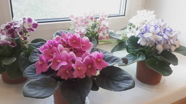 Фиалки! Что нужно делать при Резком похолодании?