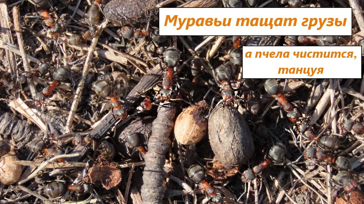 Пчела начищается в ритме танца, а муравьи тащат грузы и добычу. 04.04.25