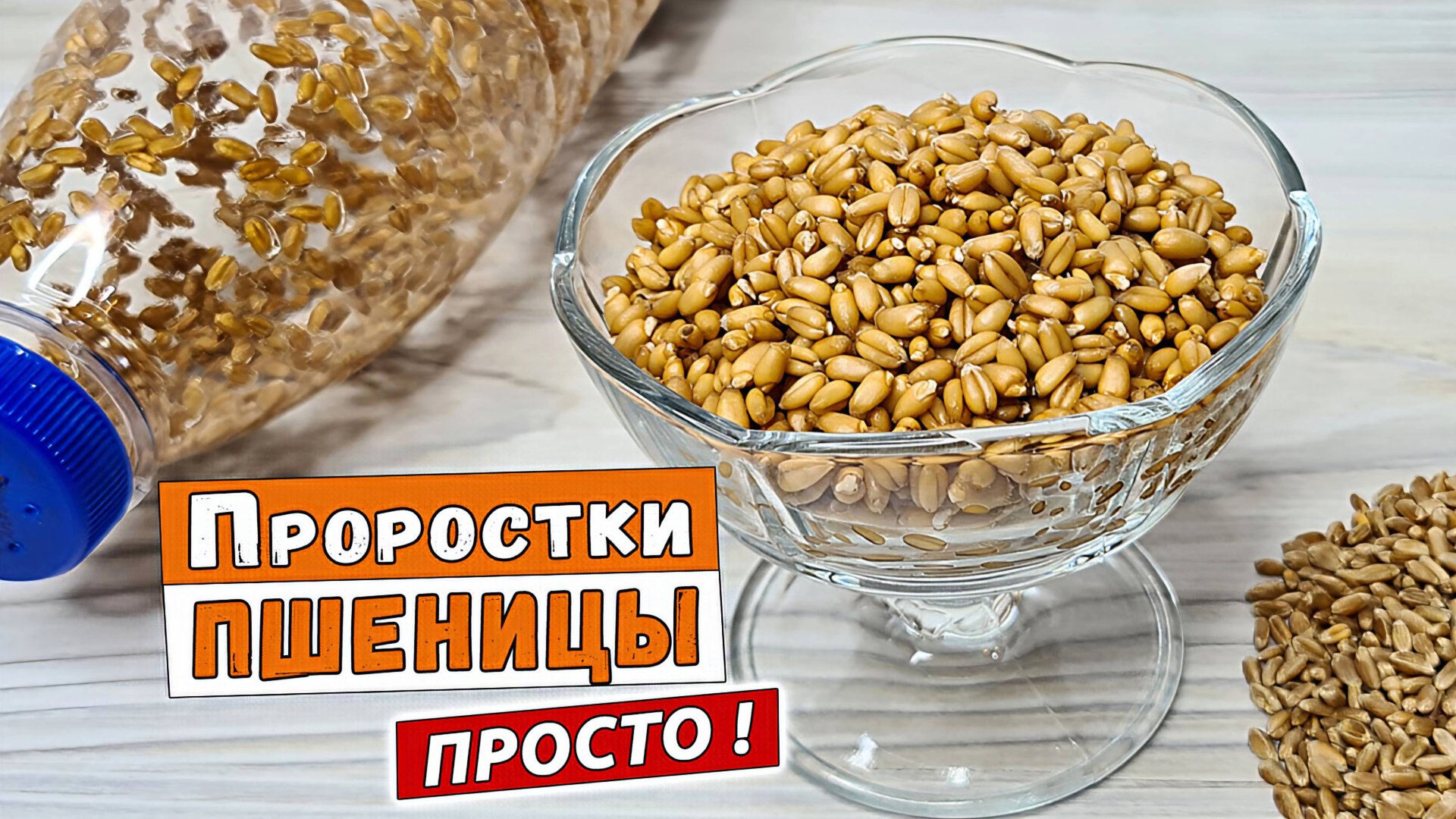 Проростки ПШЕНИЦЫ за 24 часа. Как выращивать микрозелень в домашних условиях