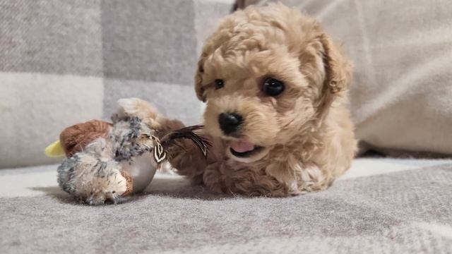 Мальтипу (Bichon color)